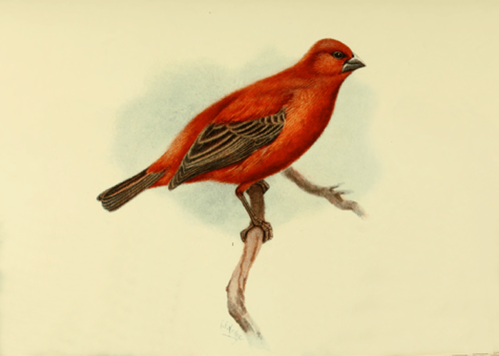 le Foudi jaune de Rodrigues article et galerie dédiée à ce superbe ...